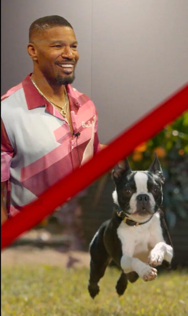 Not-For-Kids “Strays” Dog movie subverts genre with a Powerhouse ...