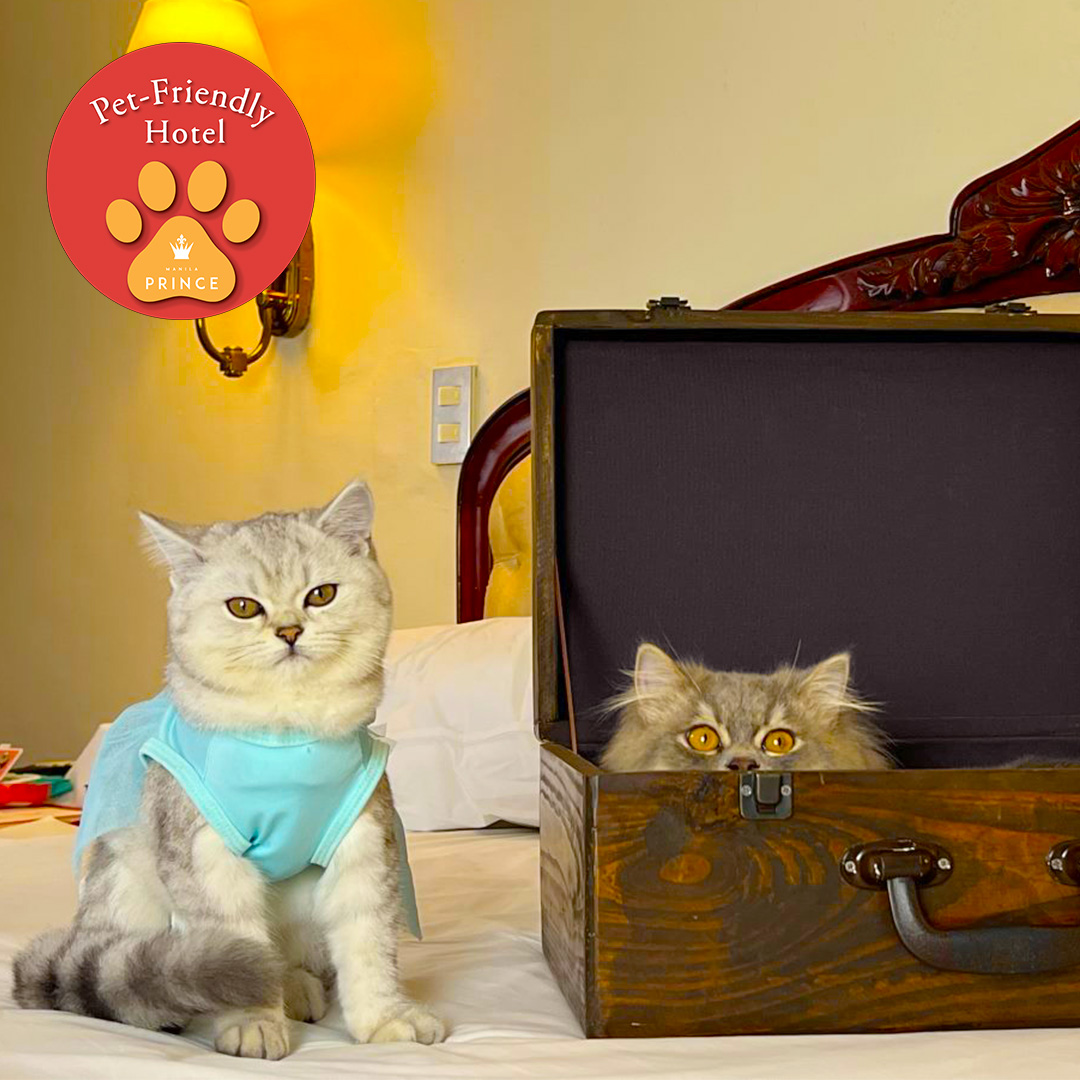 It’s Reign-ing Cats and Dogs at Manila Prince Hotel - ClickTheCity