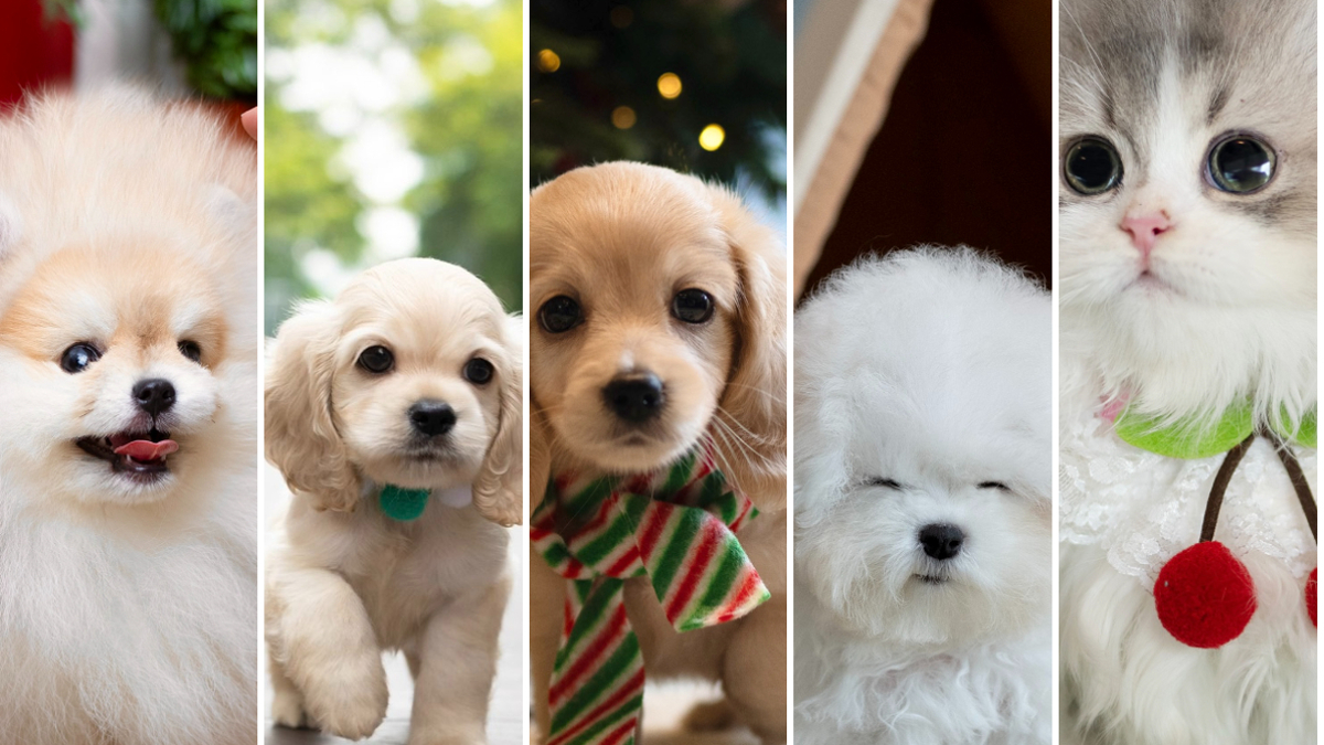 Pretty Bubble Boutique celebrates a bubbly year with gratitude and more ...